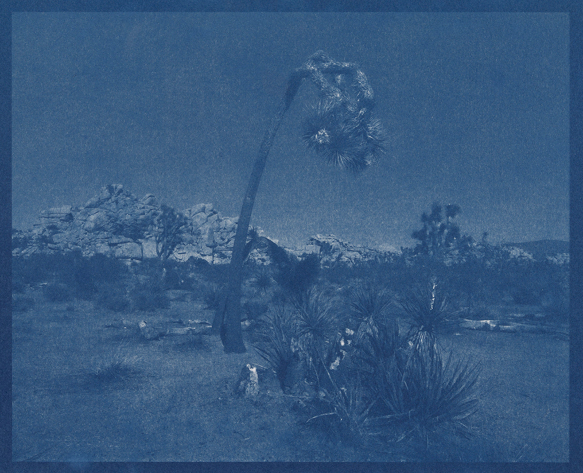 Bowing Joshua Tree, California – Joshua Tree National Park Association