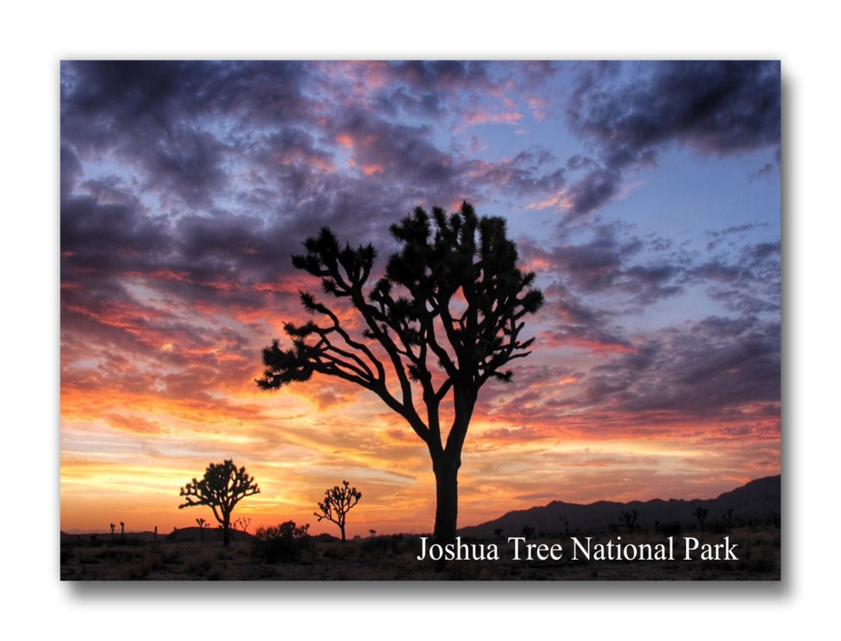 JT Sunset Magnet – Joshua Tree National Park Association